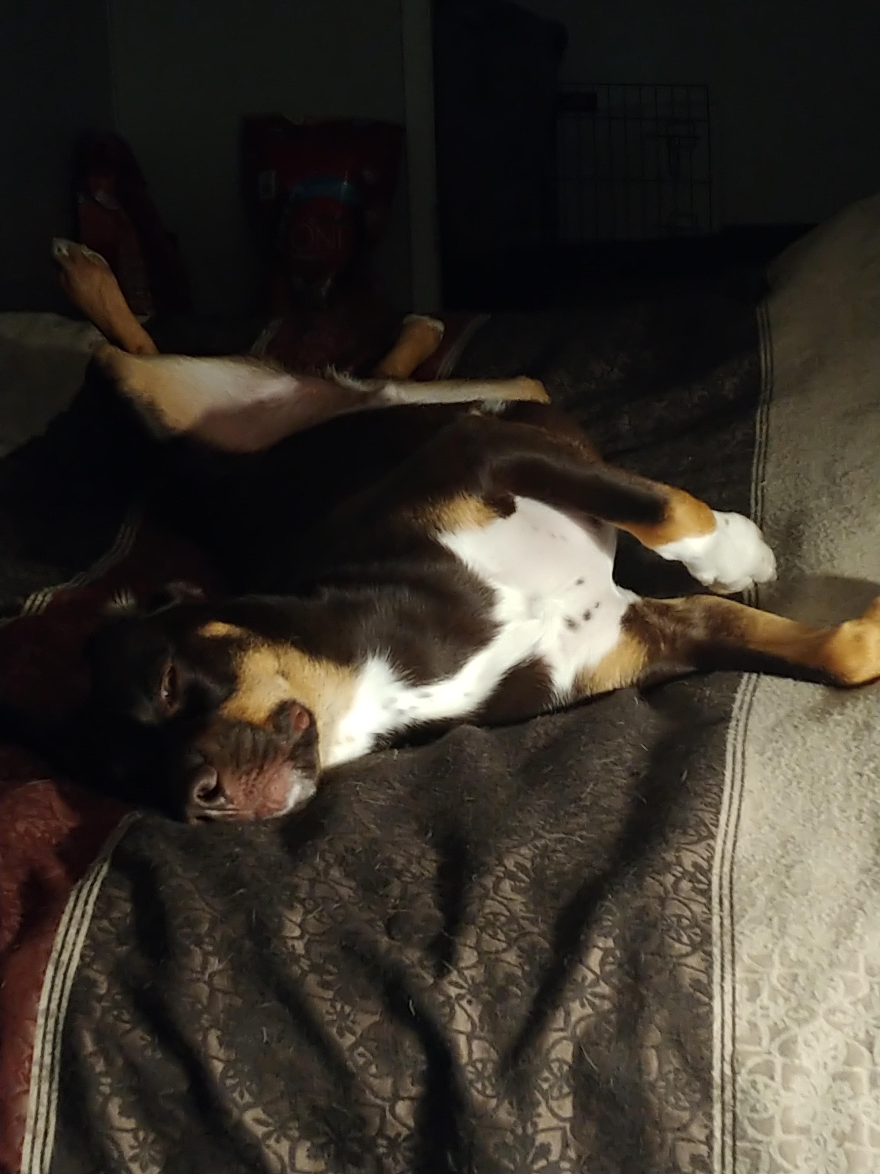 Dexter's Derpy Nap | Scrolller