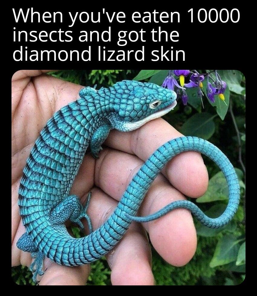 Diamond Lizard | Scrolller