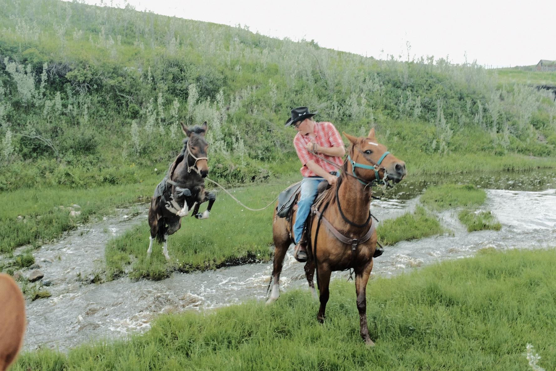 Did you say scope? Dang, mule! | Scrolller