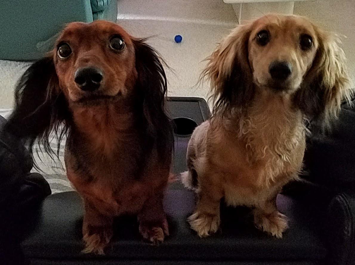 Dierk and Dollie. Long hair Sable and Butter cream | Scrolller