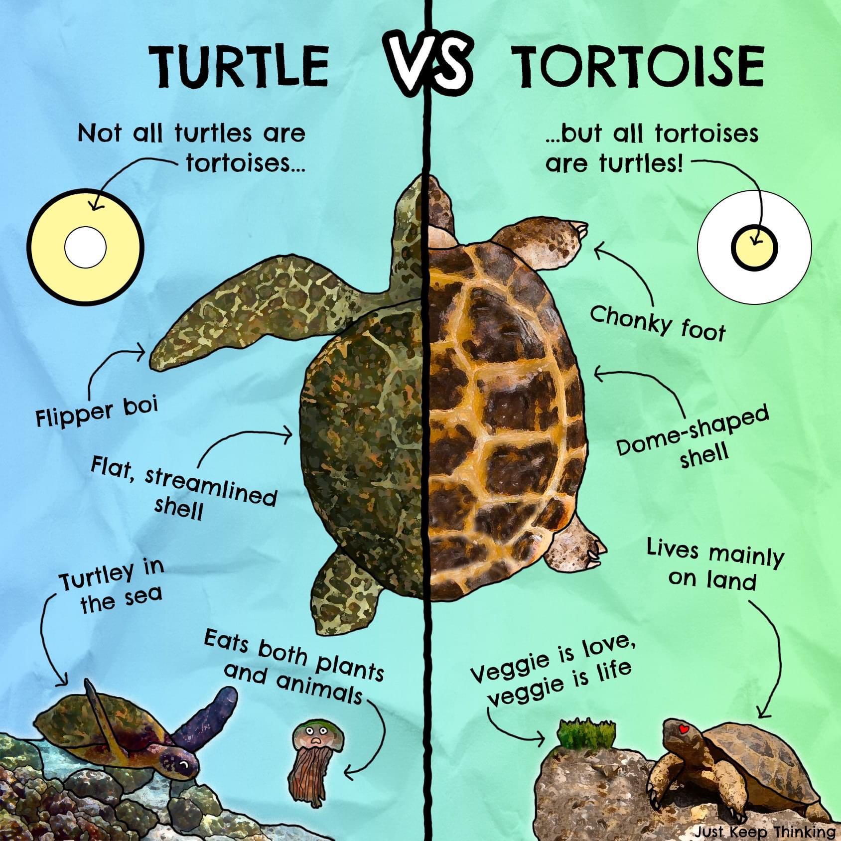 Difference between a turtle and a tortoise | Scrolller