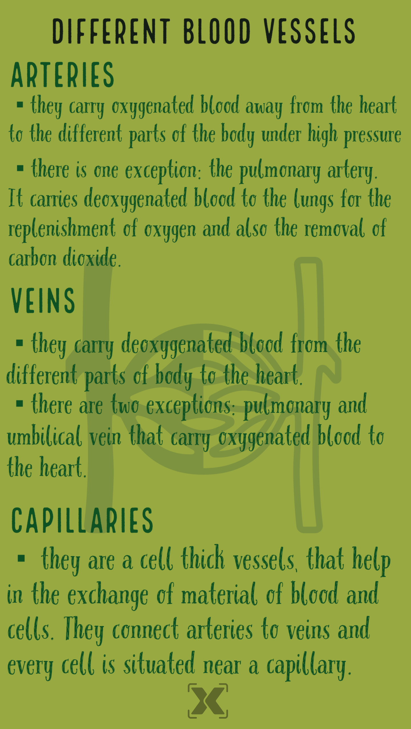 Different Types Of Blood Vessels | Scrolller