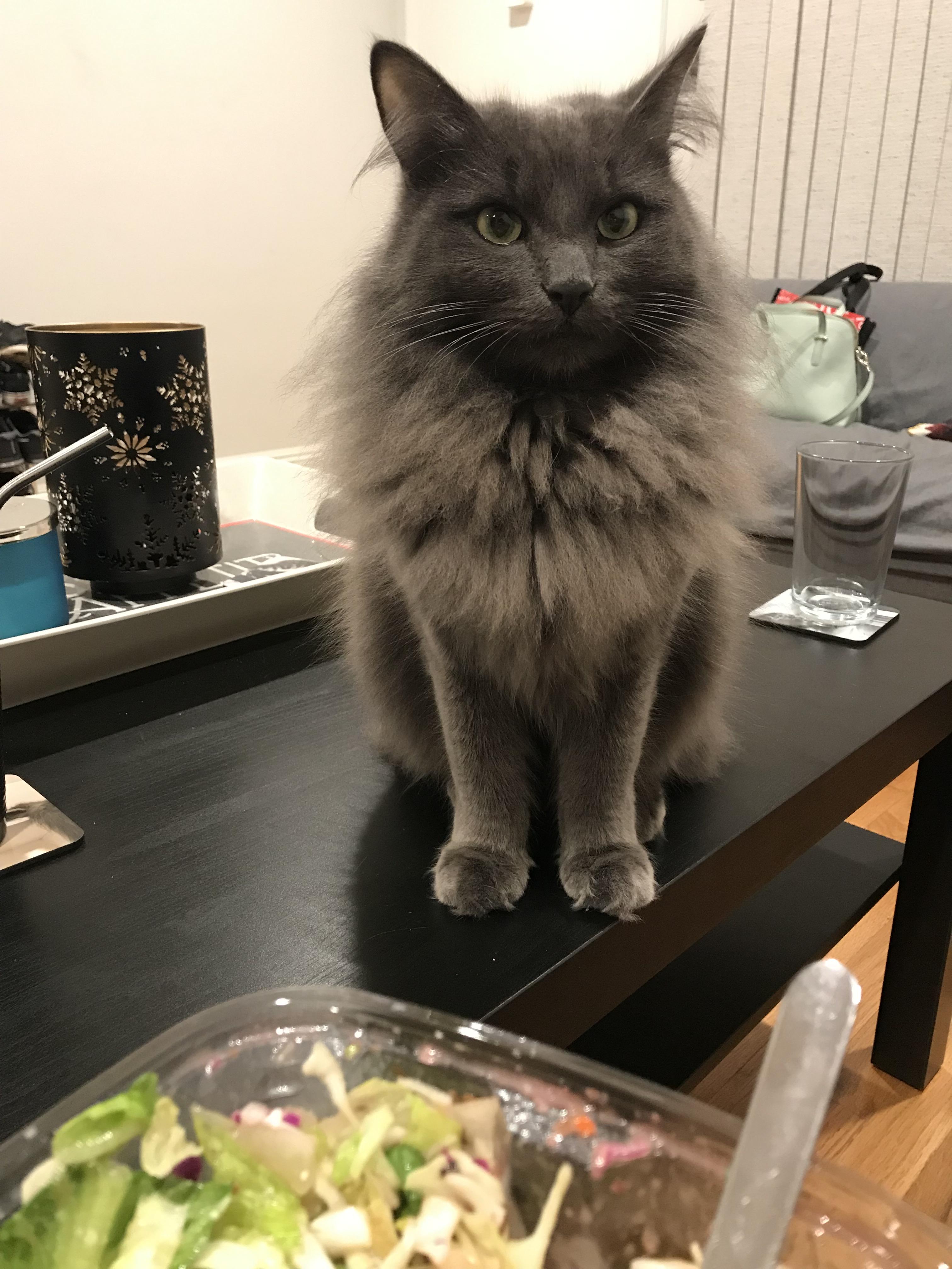 Dilly’s grumpy cause I wouldn’t give her salad. | Scrolller