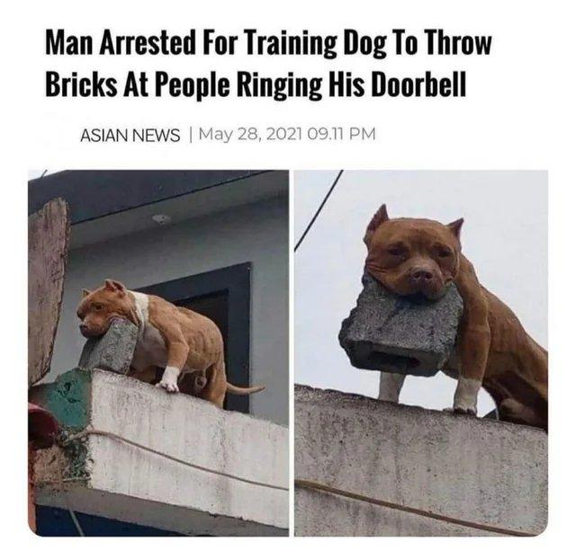 Ding Dong Dead | Scrolller