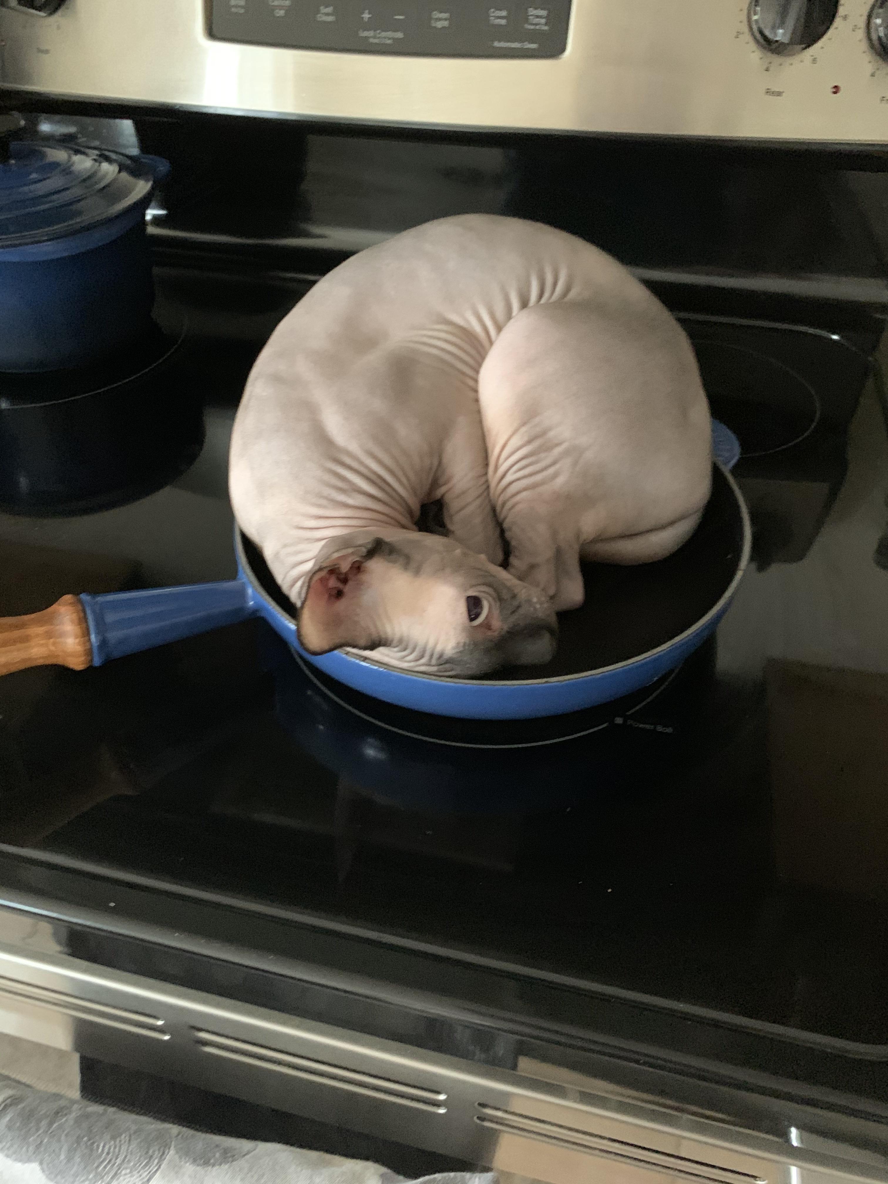 Dinner is served | Scrolller