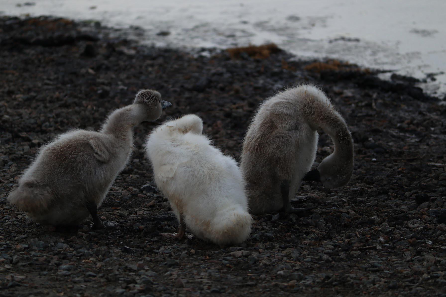 Dirty birds | Scrolller