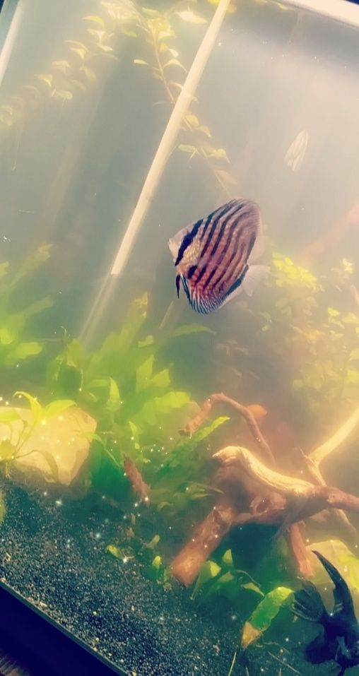 Discus was Full of color | Scrolller