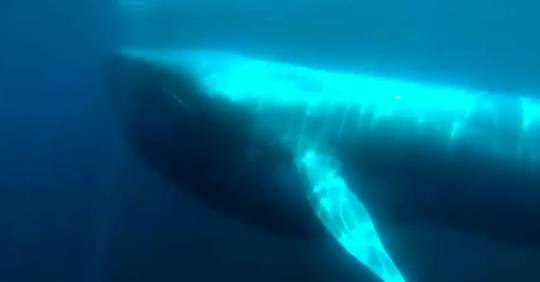 Diving With The Majestic Blue Whale | Scrolller