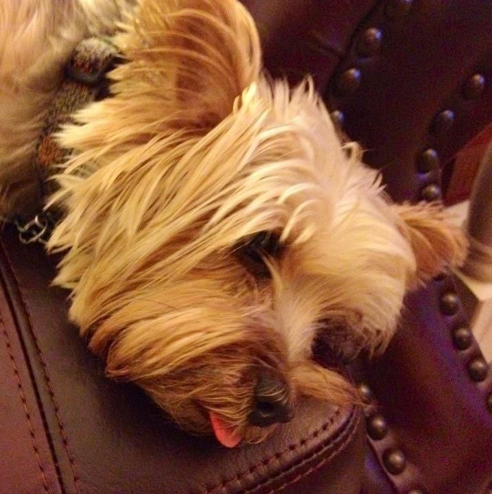 Dixie Dog Derp | Scrolller