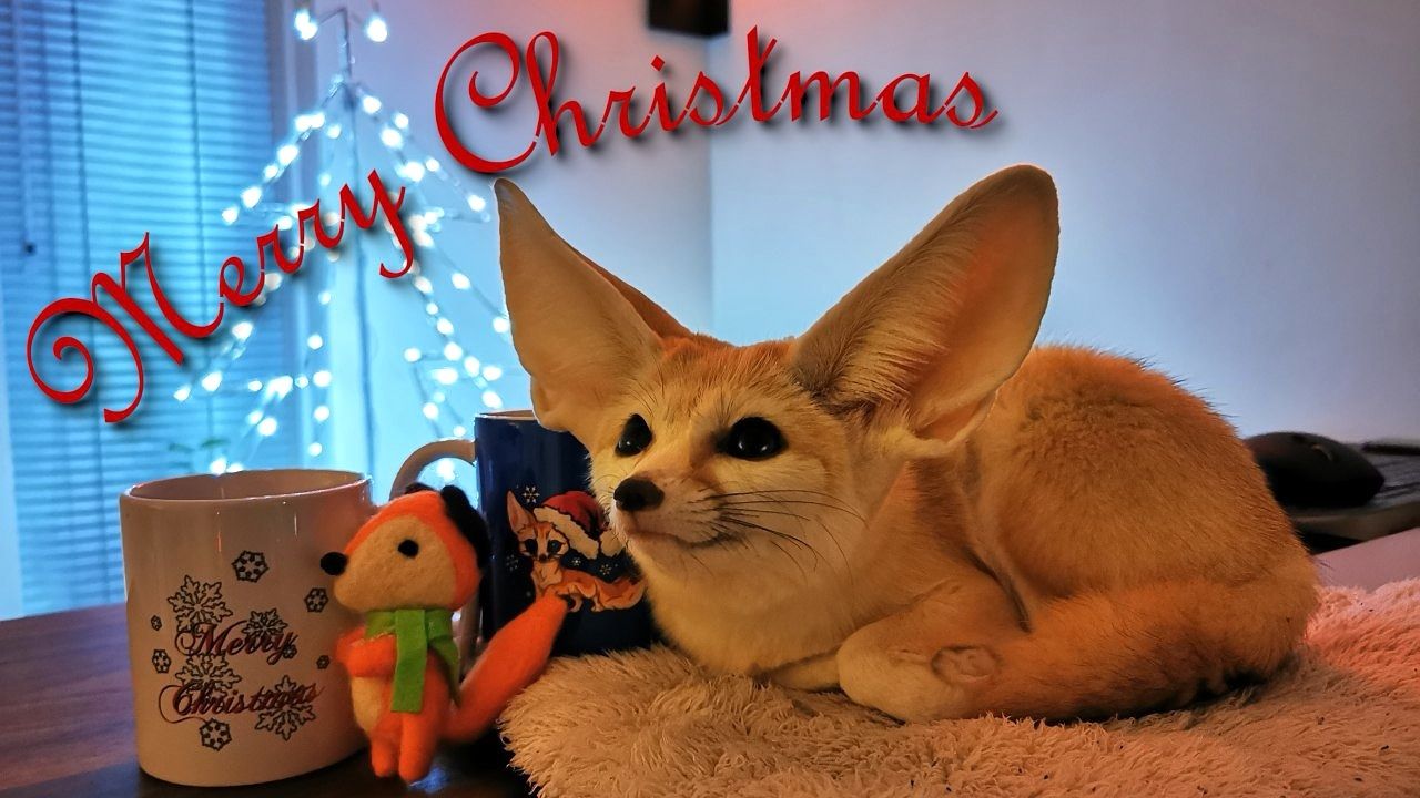 Djinn the Fennec Fox Wishes you Merry Christmas! | Scrolller