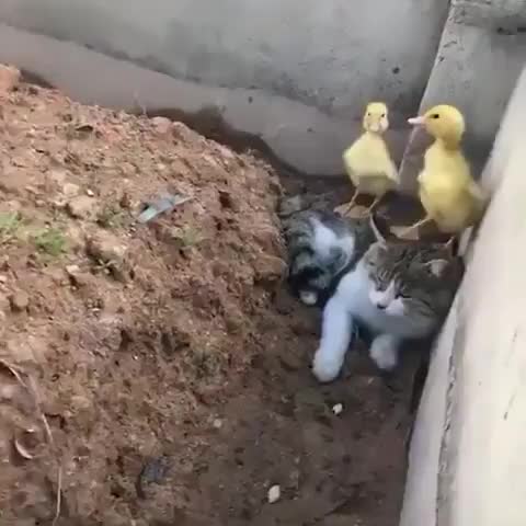 Two ducks, one cat | Scrolller