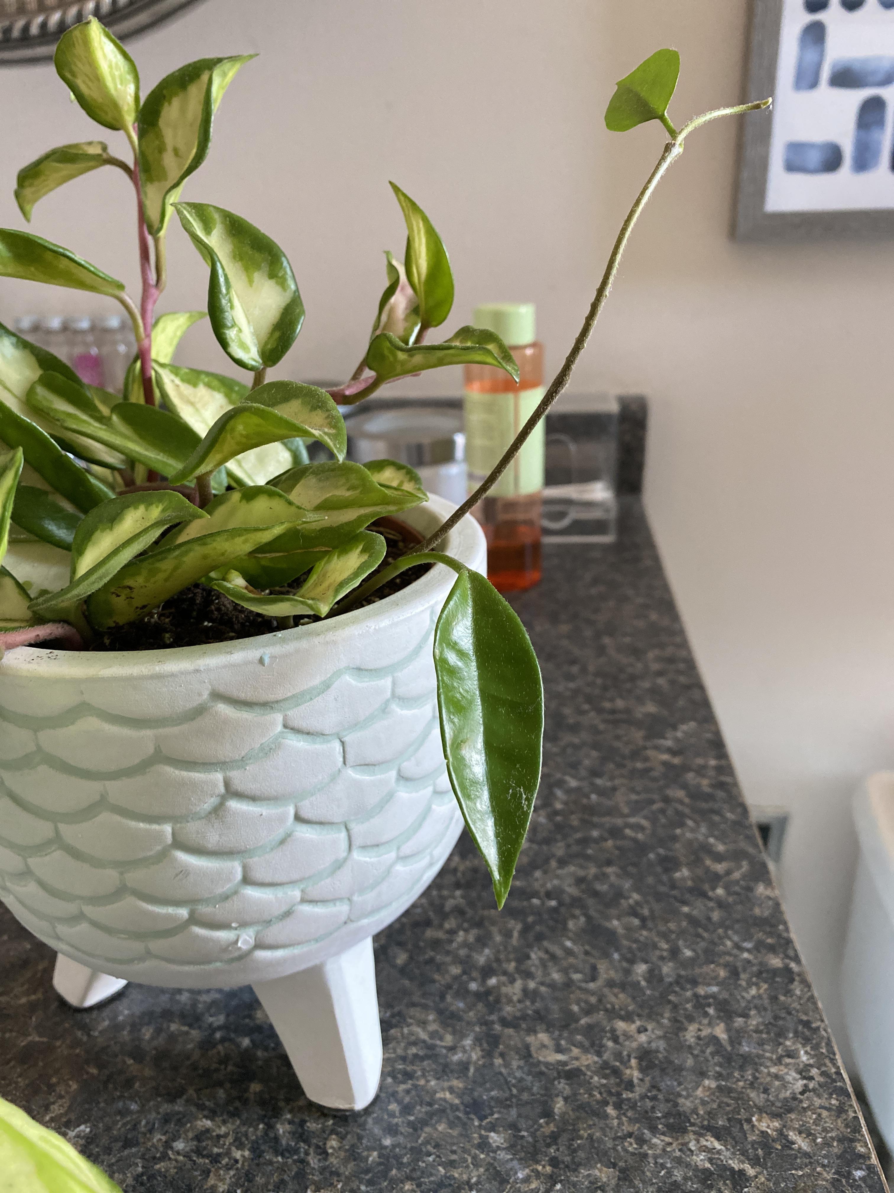 Do I have two different hoyas growing here? Help w. ID is much appreciated! | Scrolller