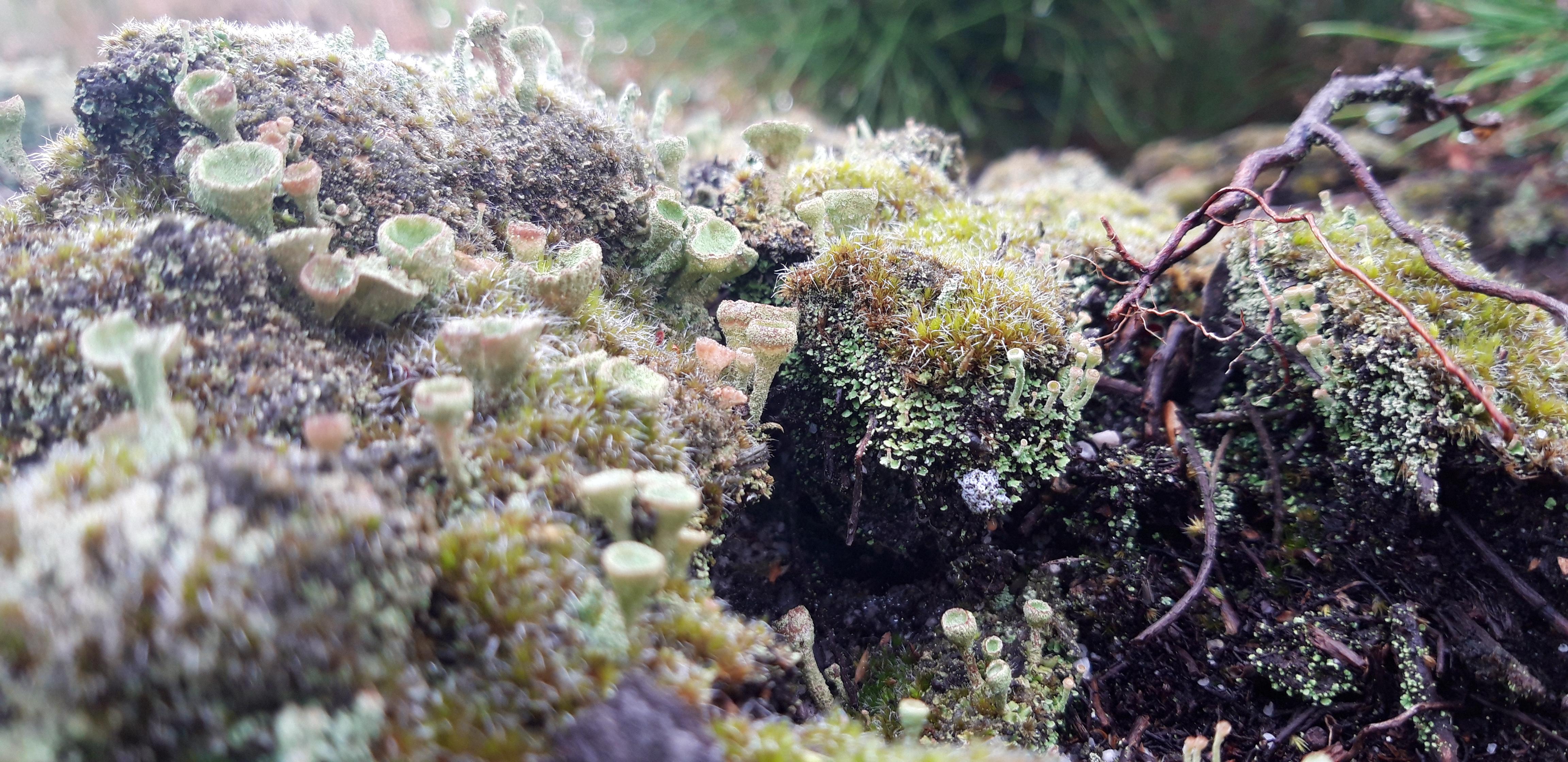 Do lichens count? | Scrolller