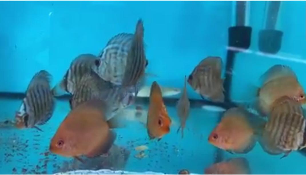 Do these juveniles look healthy? Im planning to join the Discus club! (Yes I'm aware they are ...