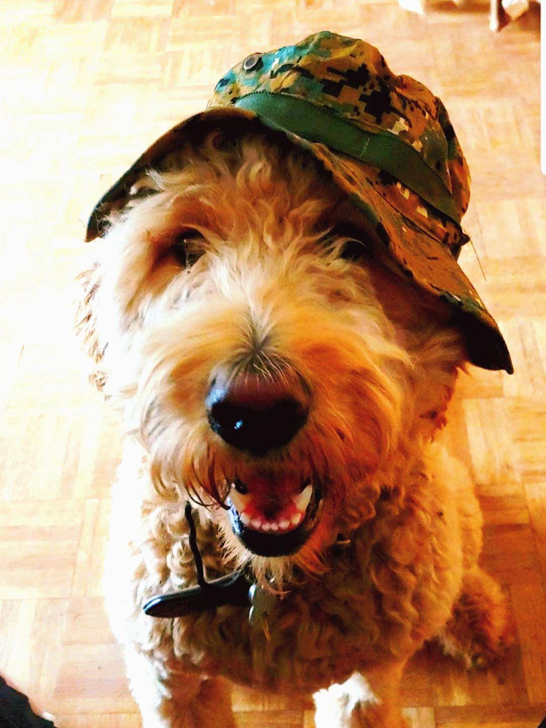 Dobby is very proud of his new hat | Scrolller