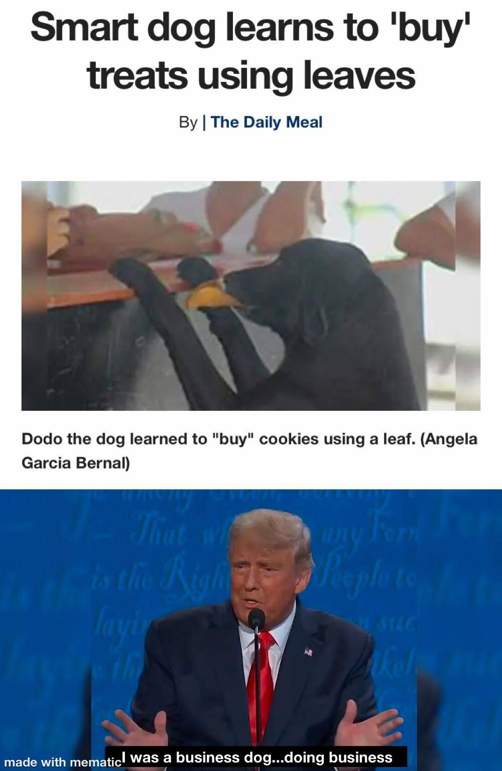 Dodo the Dog, 2024 | Scrolller