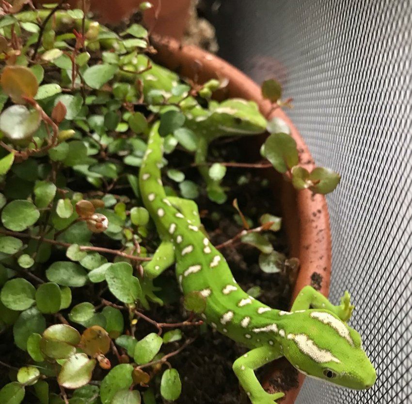 Does anyone know this gecko's name?? | Scrolller