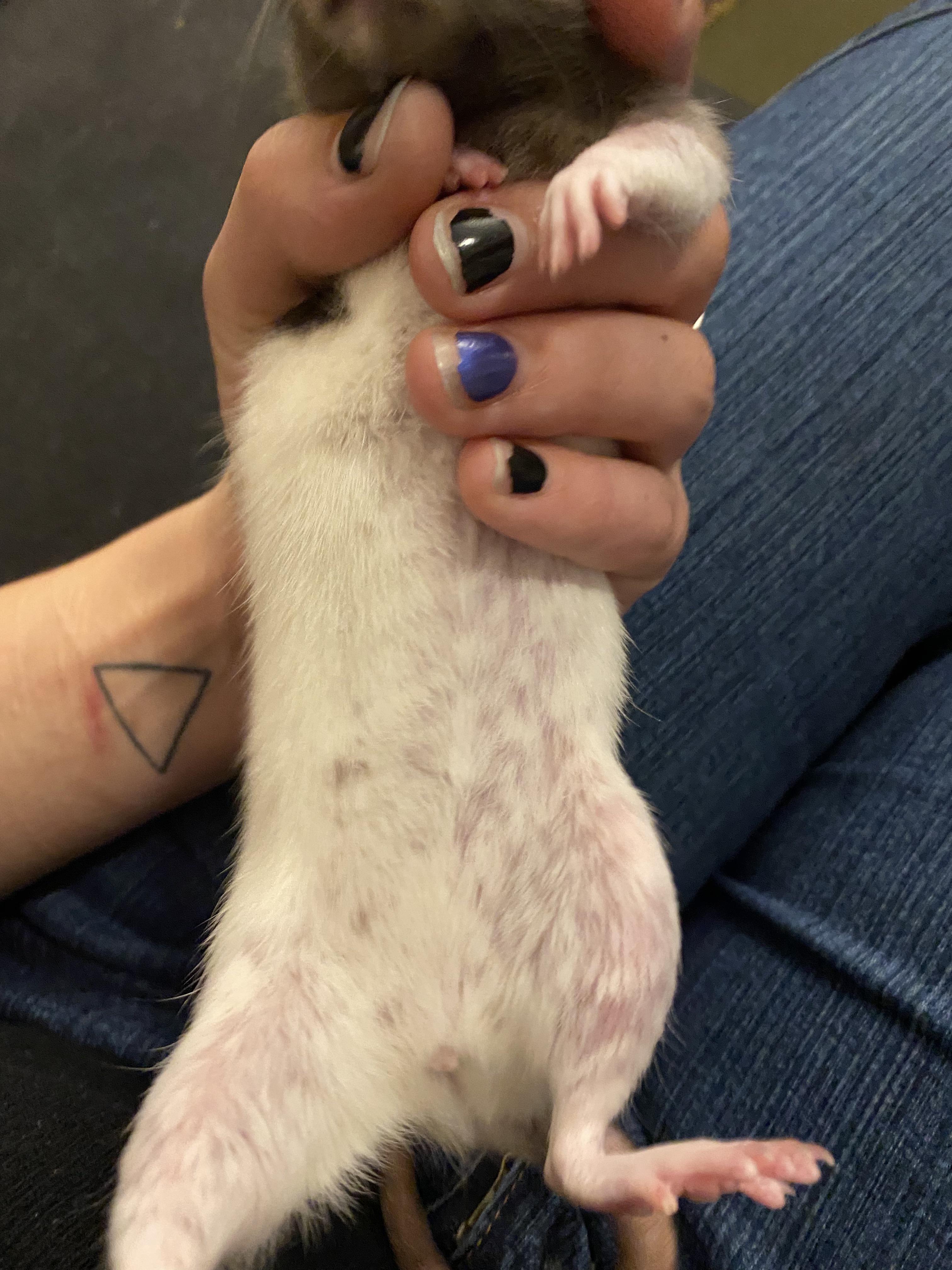 Does anyone know what is causing this? | Scrolller