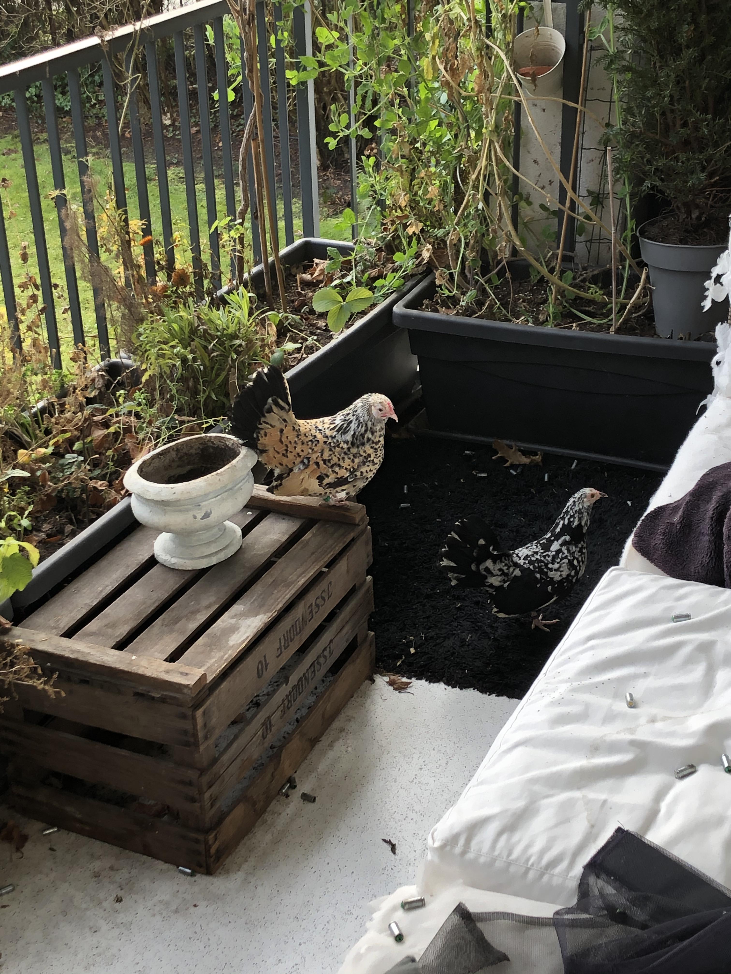 Does anyone know what kind of chicken those are? | Scrolller