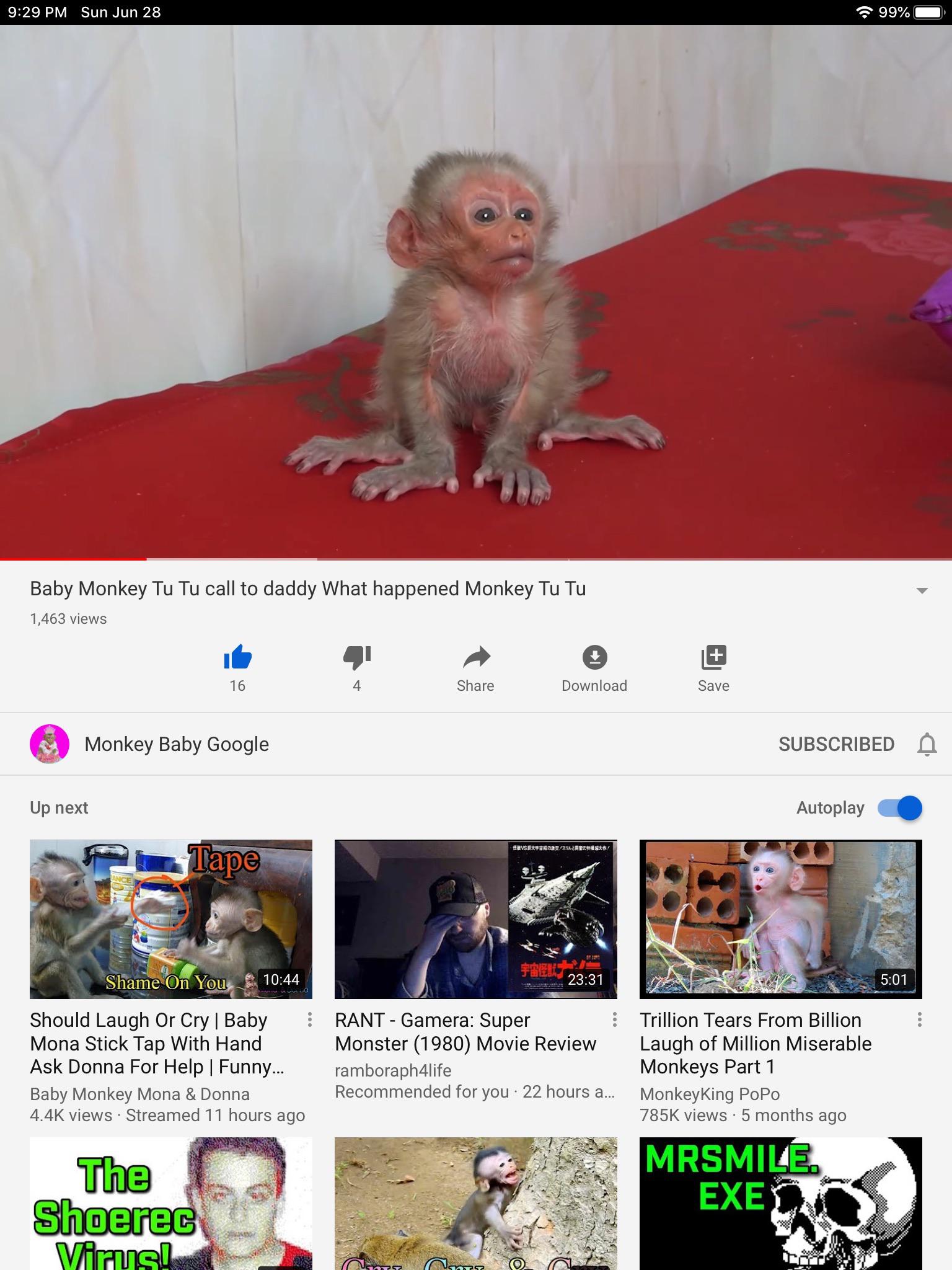 Does anyone know what kind of monkey this is? | Scrolller