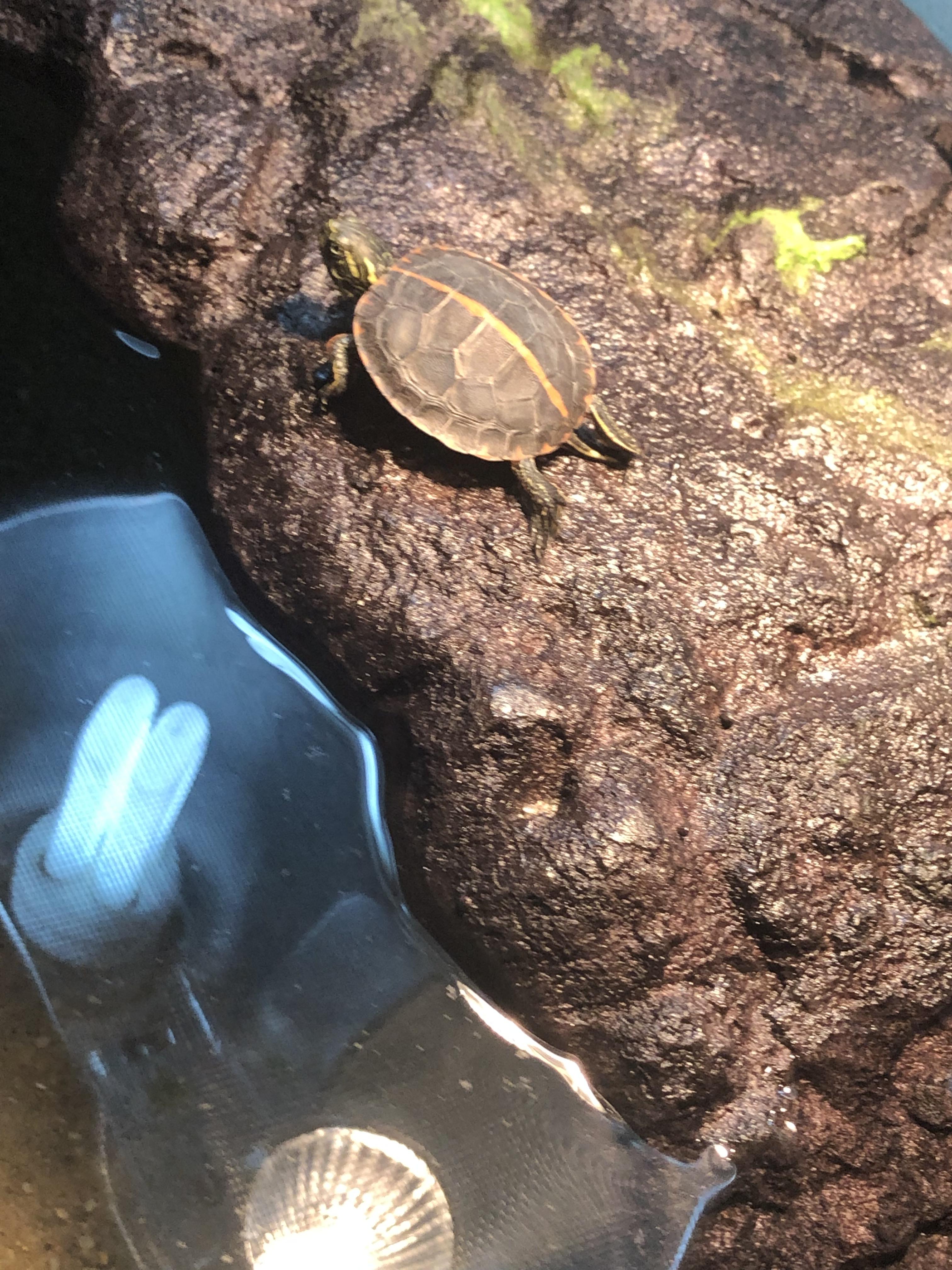 Does my turtles shell look healthy ? | Scrolller