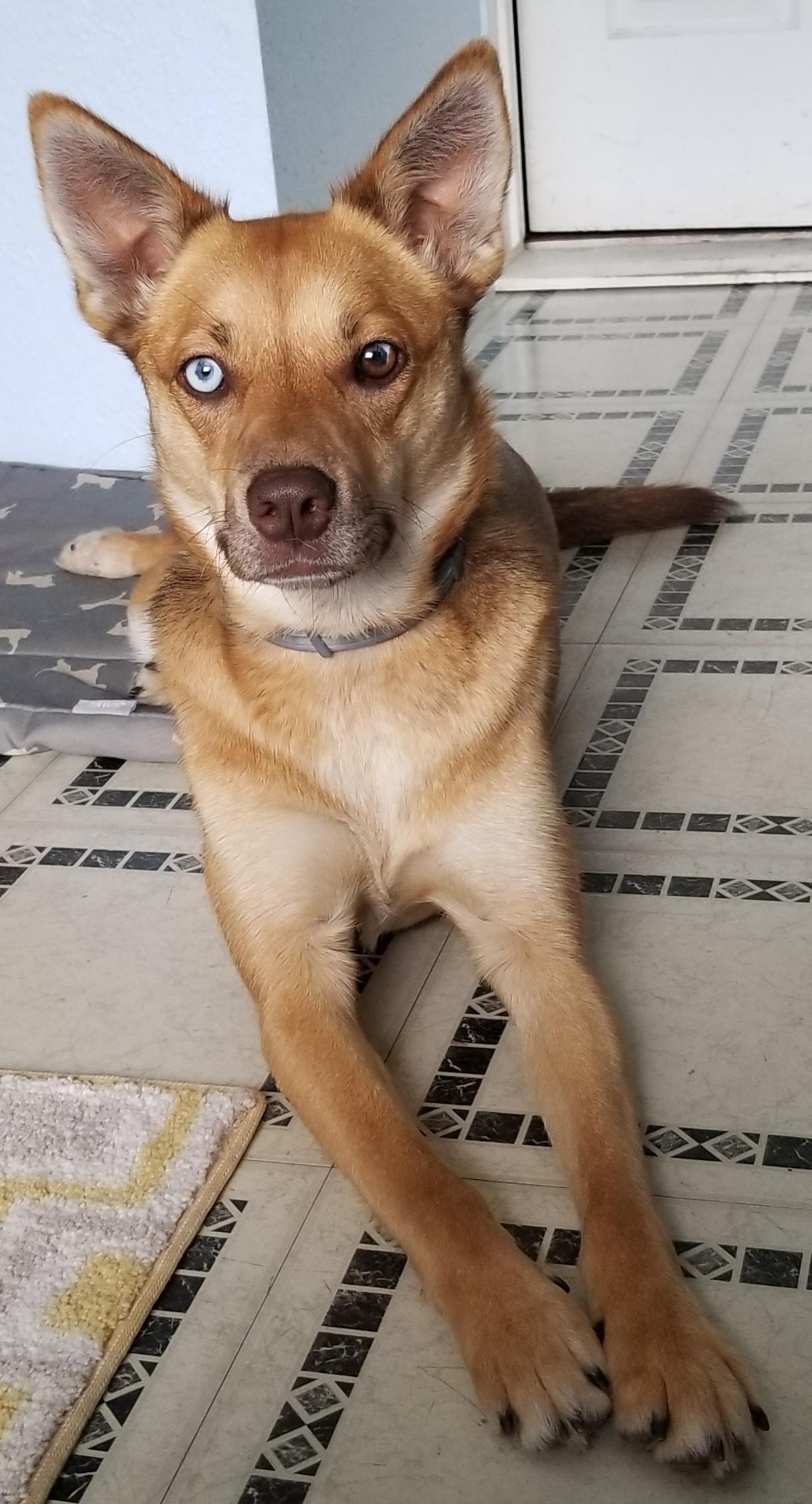 Does she look like a kelpie mix? | Scrolller