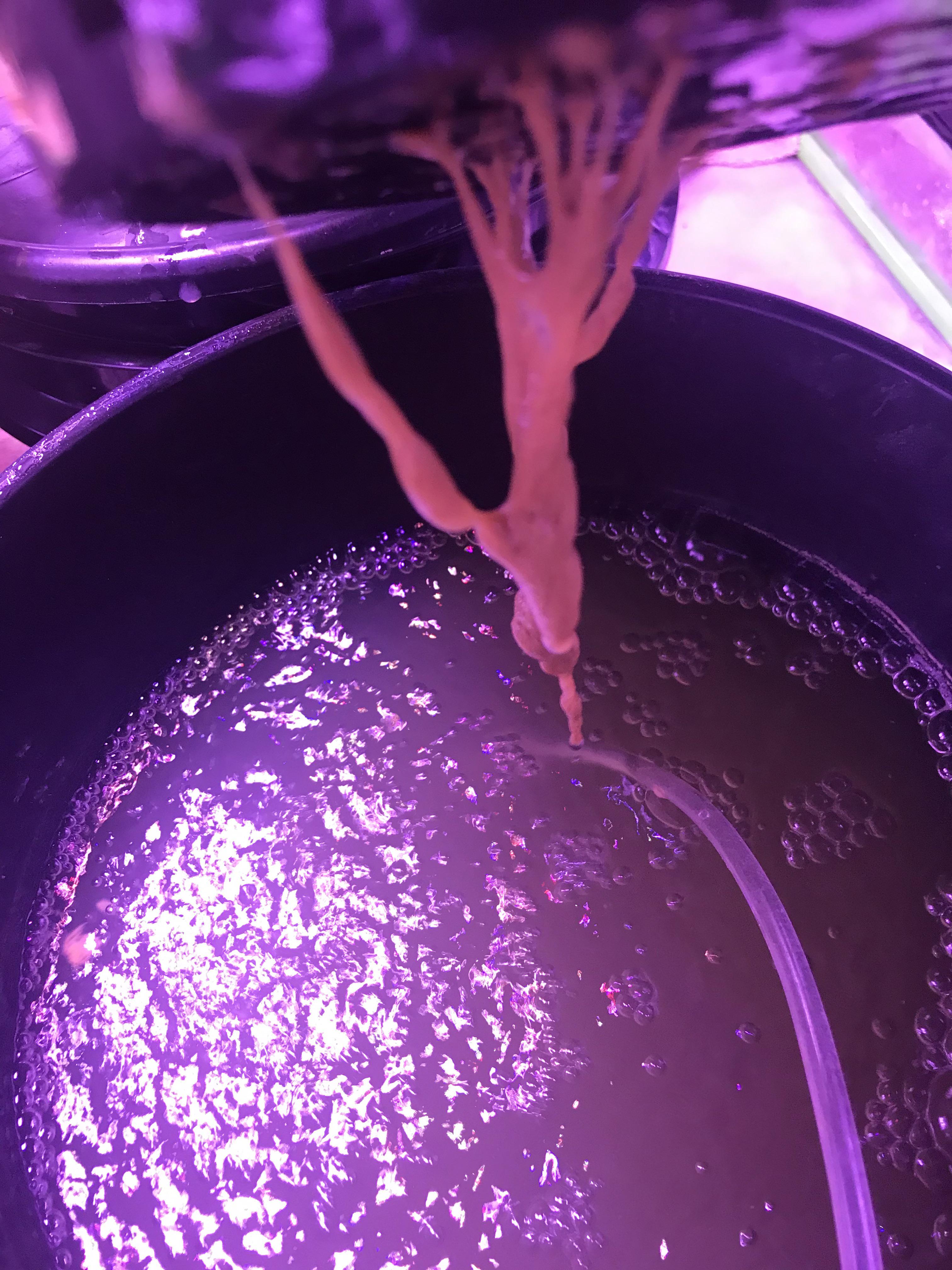 Does these roots look like root rot? The coloring is the nutrient ...