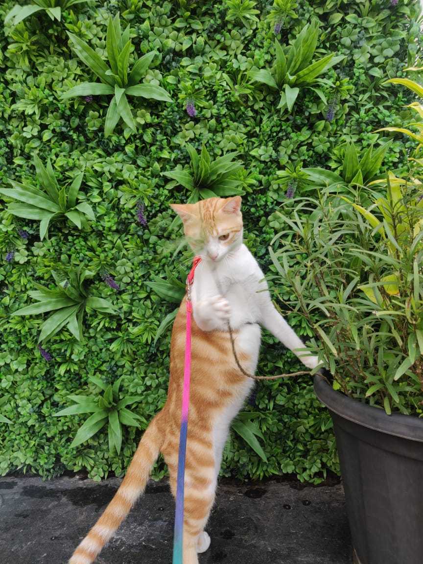 Does this count as a potted cat? | Scrolller