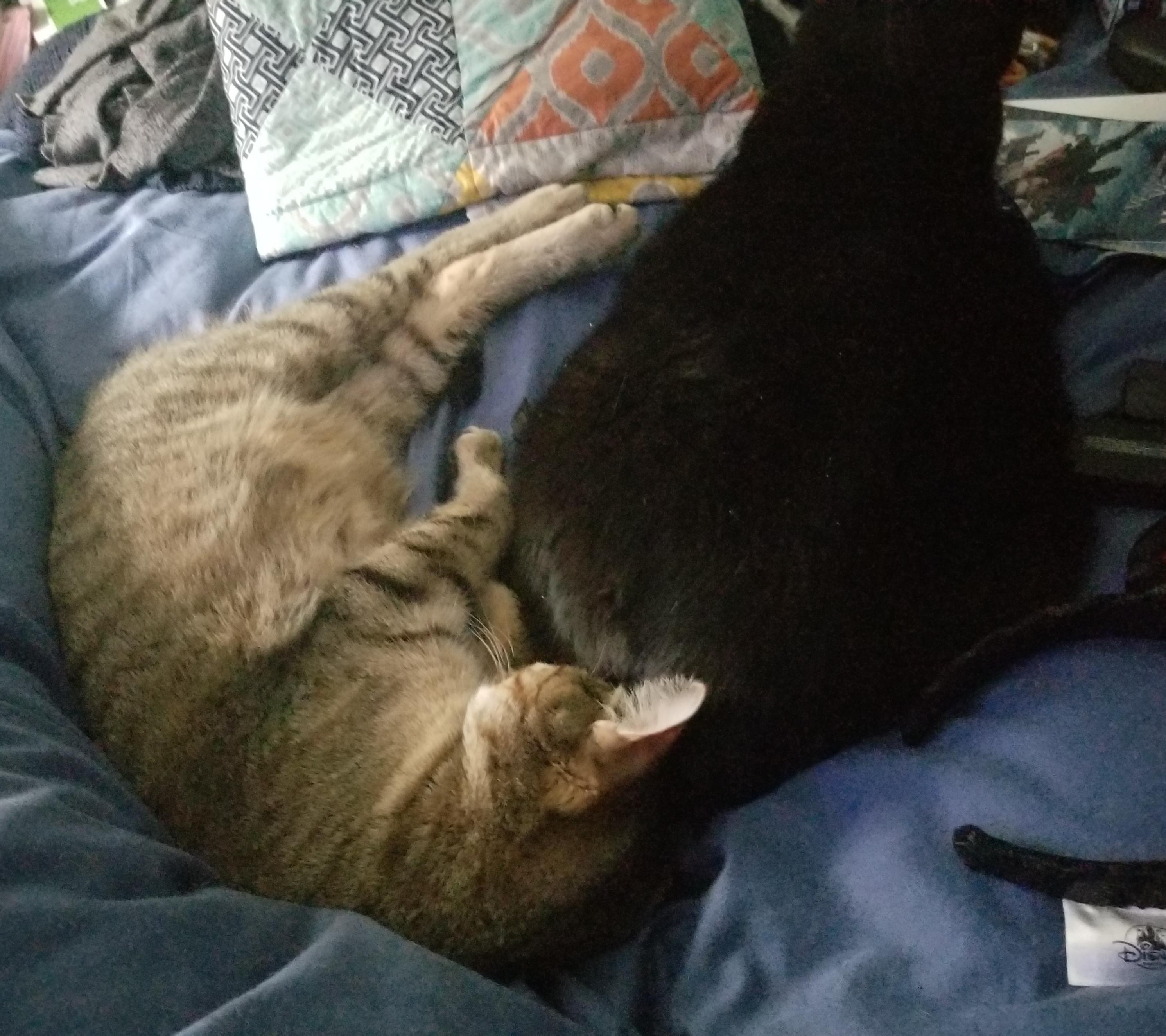 Does this fit the subreddit? | Scrolller