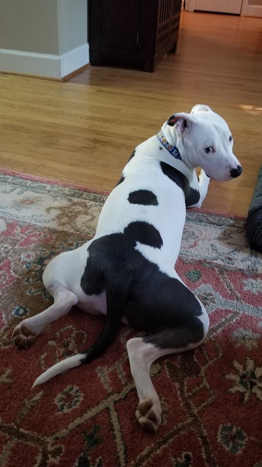 Does this sploot make my butt look big? | Scrolller