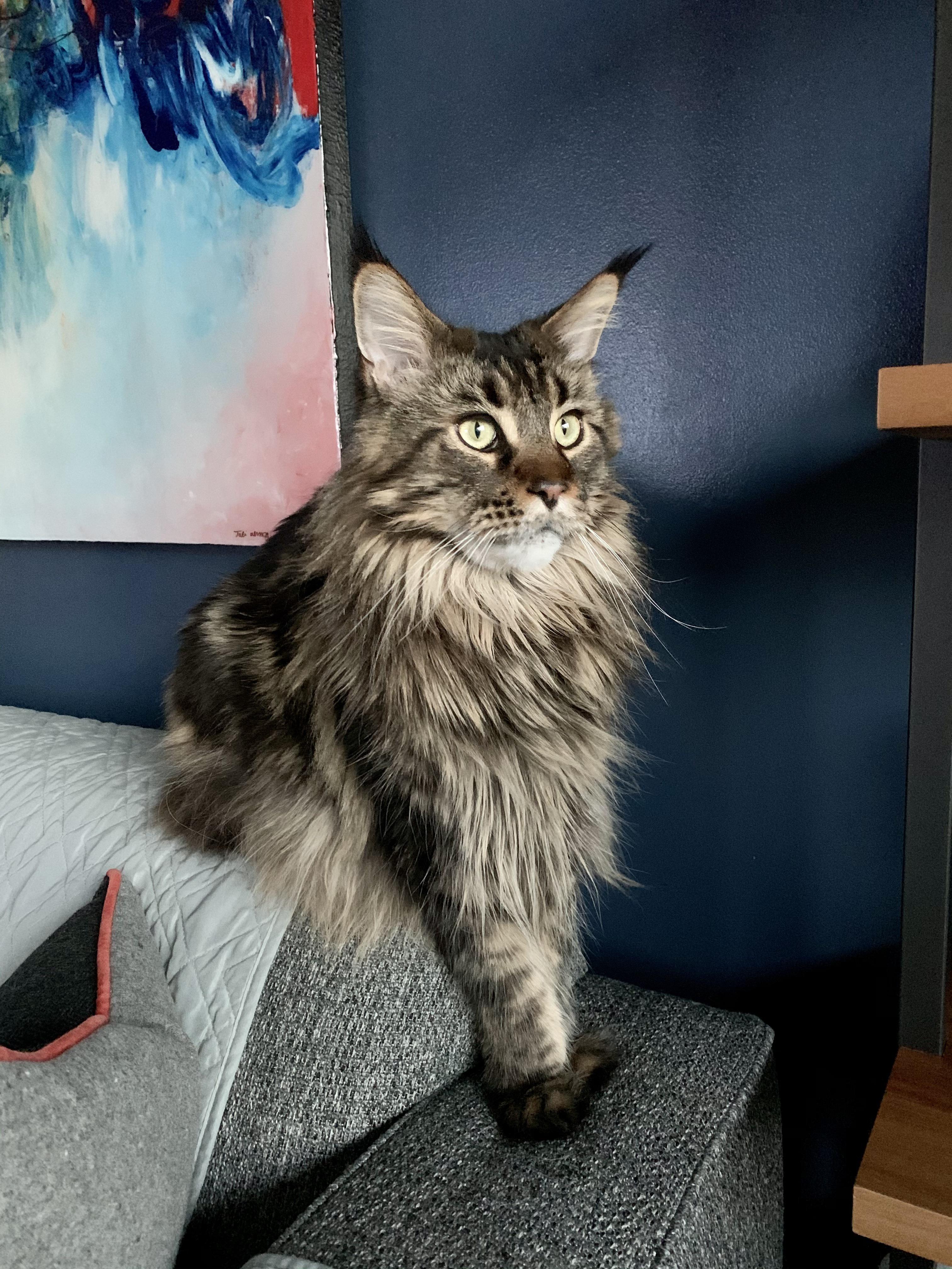 Does your Maine Coon have impressive focus/patience? | Scrolller Does your Maine Coon have impressive focus/patience? | Scrolller