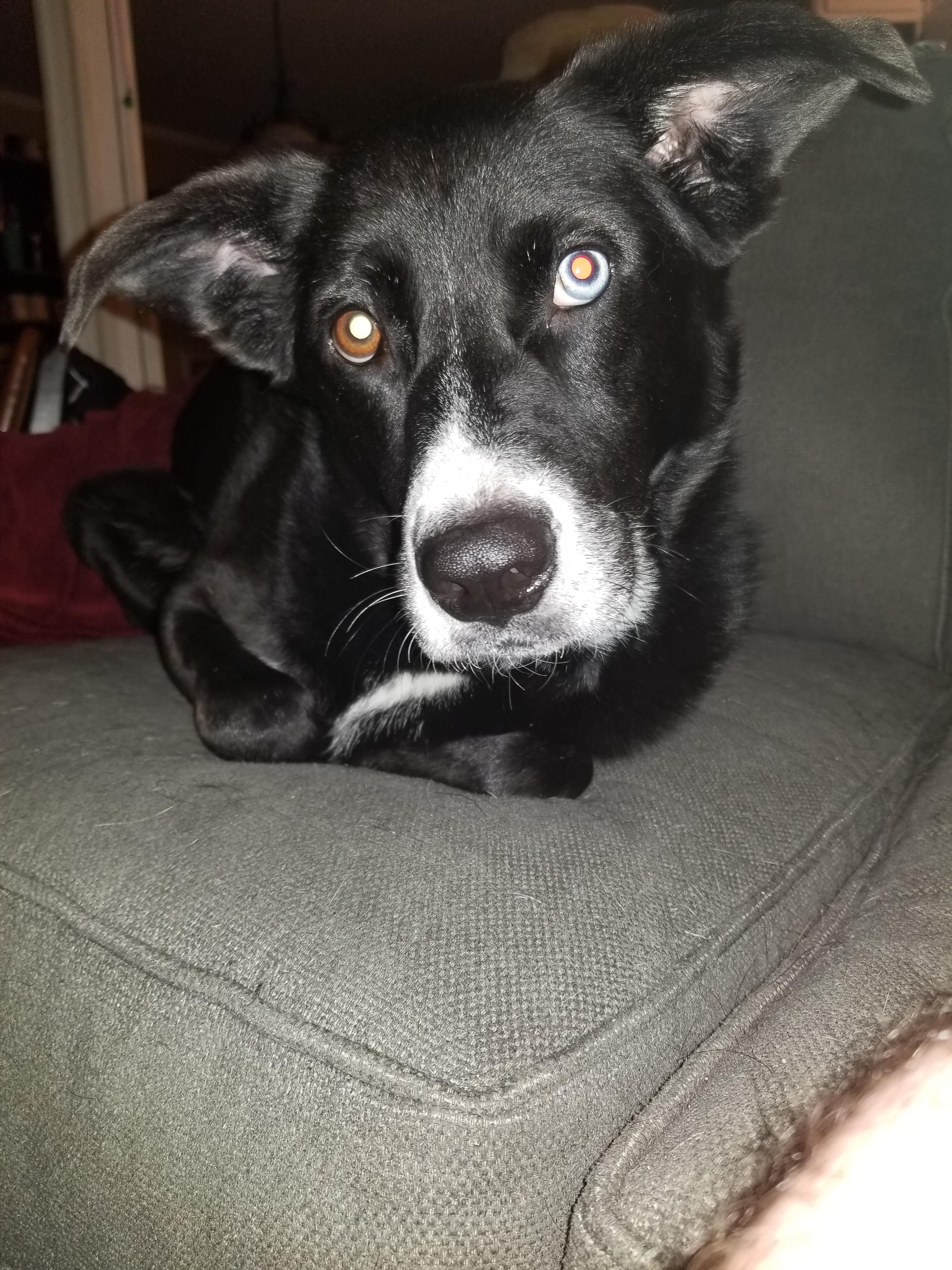 Dog loaf | Scrolller