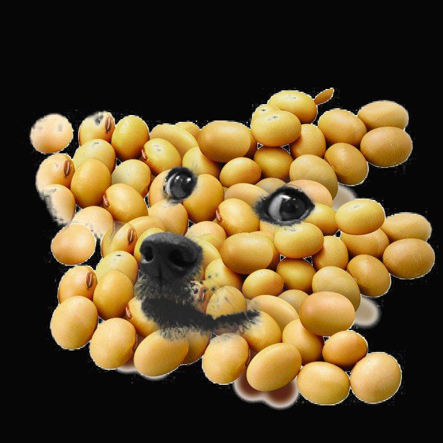 Doge as Soy Beans | Scrolller