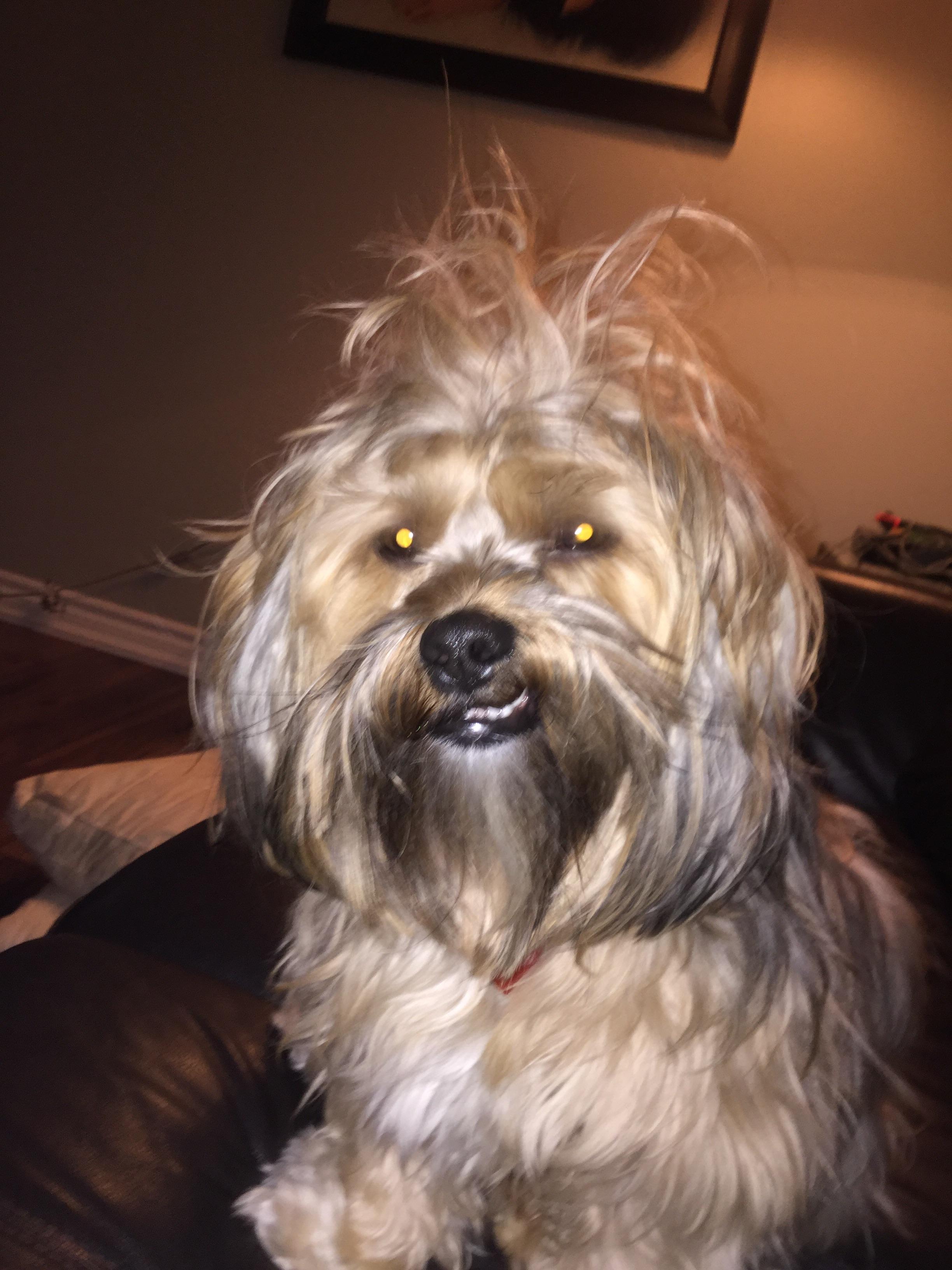 Doggo demon.my good boy has a Mohawk | Scrolller