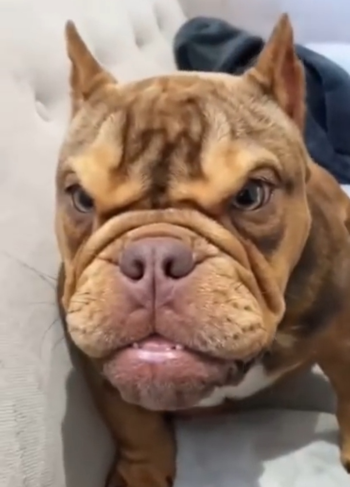 Doggo looks like he's Straight Outta Compton | Scrolller