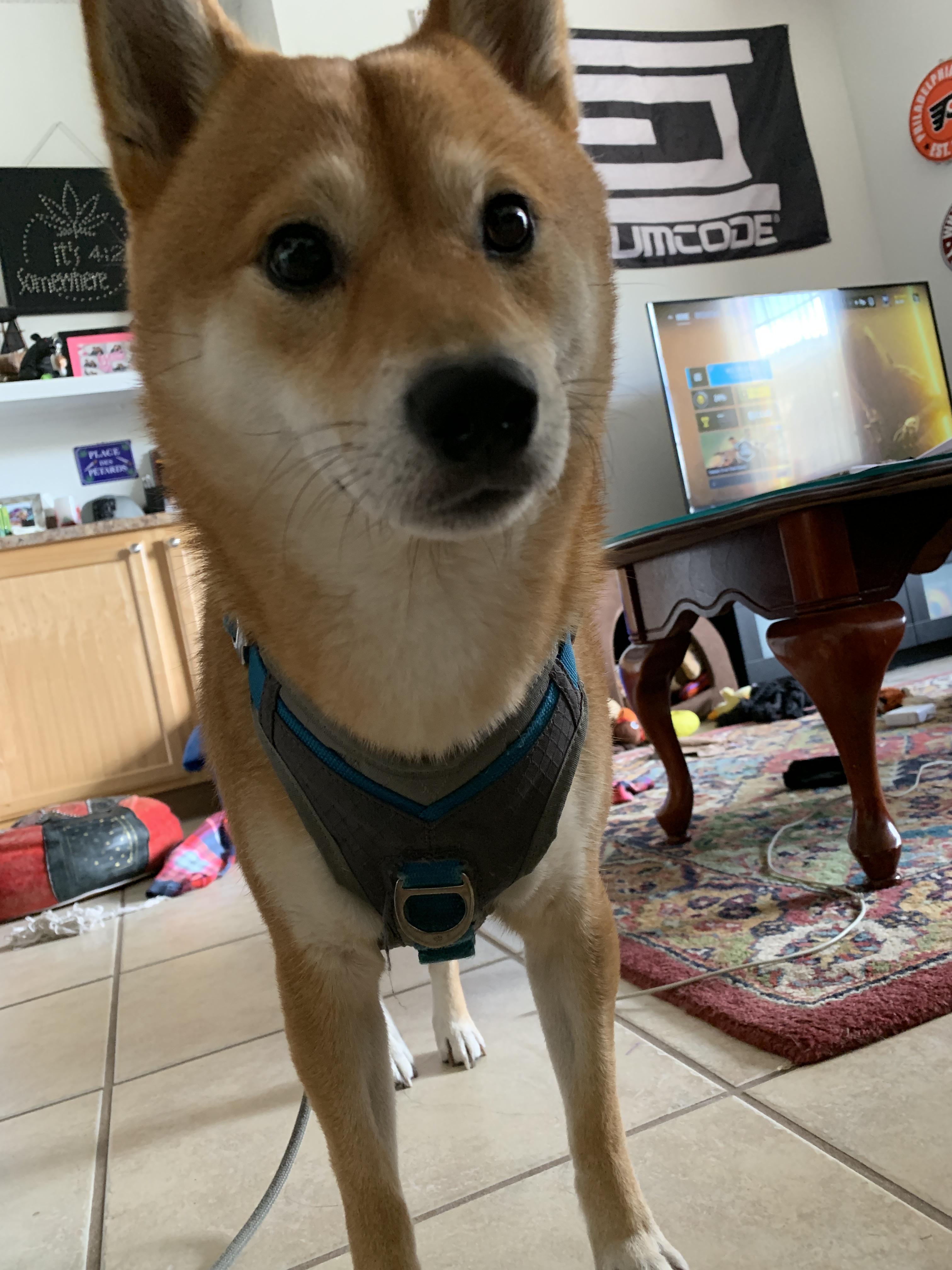 Doggo ready for walk | Scrolller