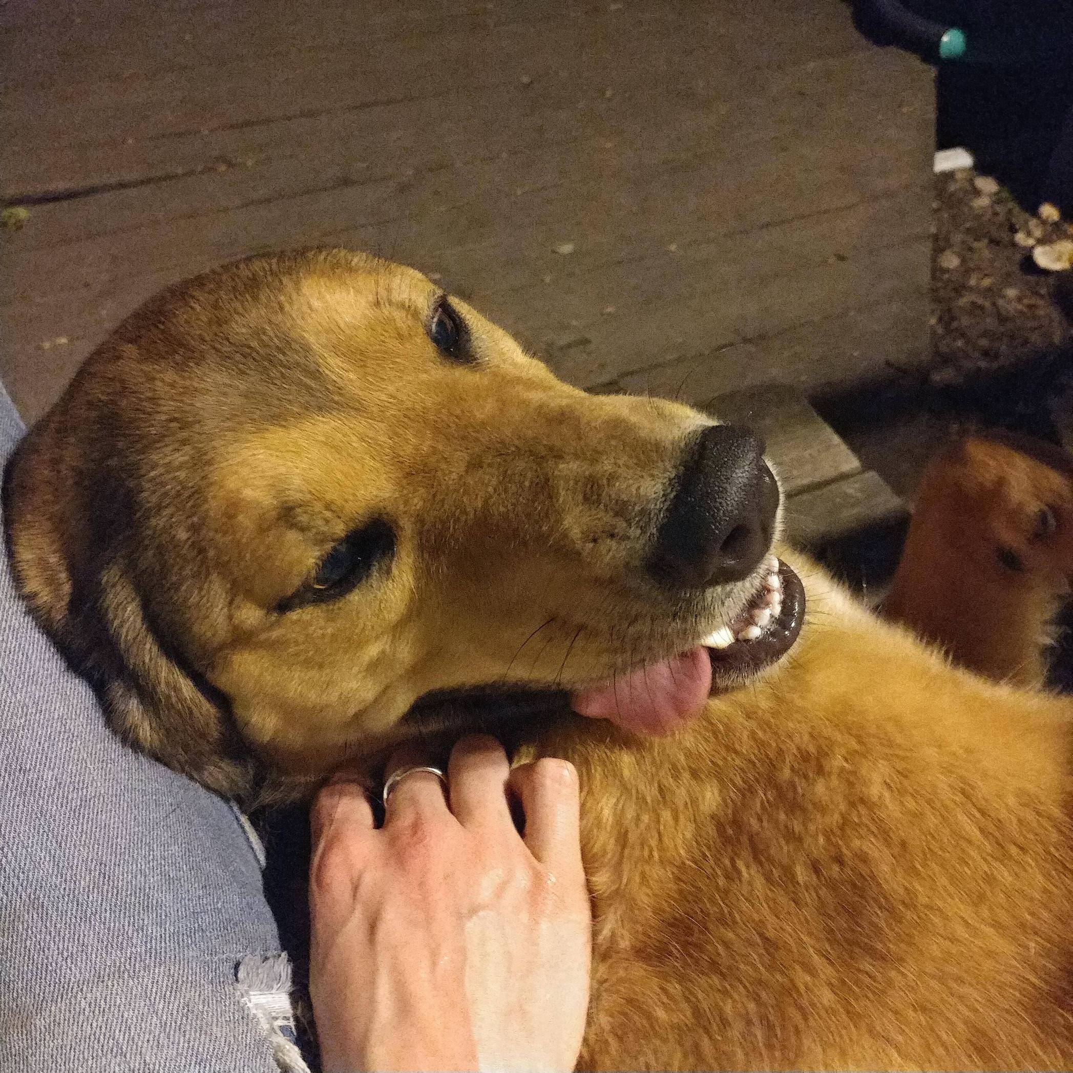 Dogsitting this delightful derp | Scrolller