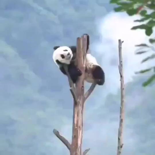 Doh de doh de doh. What's up with pandas and tall trees? | Scrolller