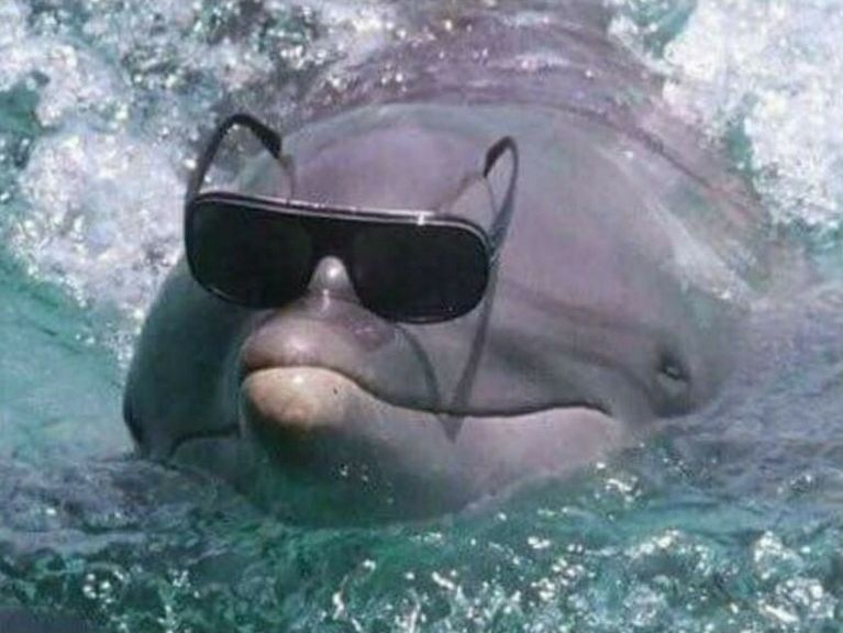 Dolphin lookin fresh | Scrolller