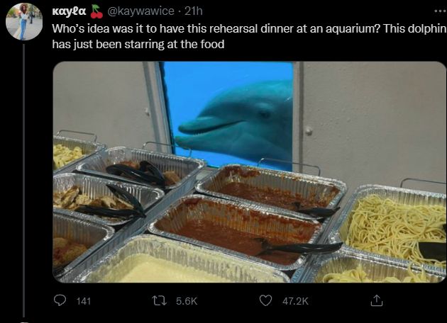 dolphin rule | Scrolller