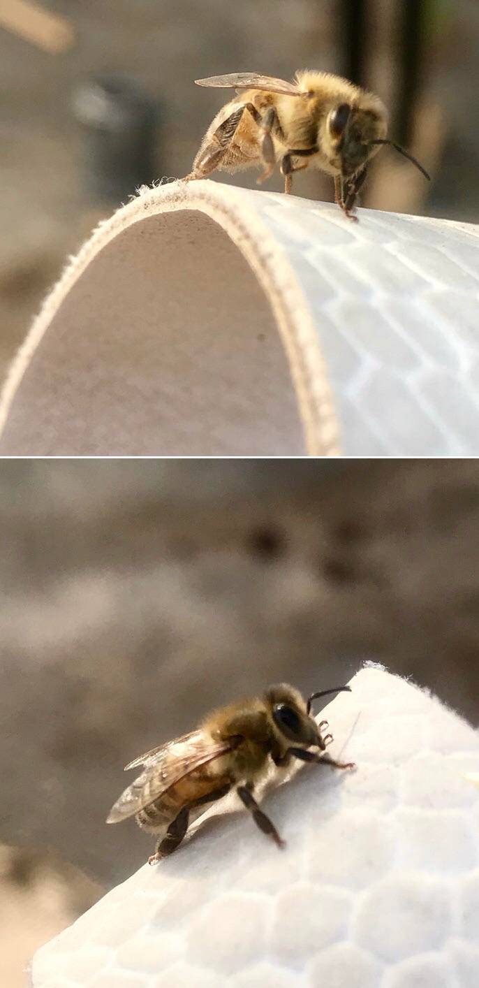 Don’t worry. Bee happy. 🐝 | Scrolller