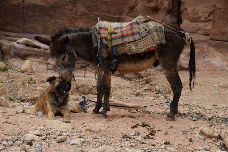 Donkey and dog | Scrolller