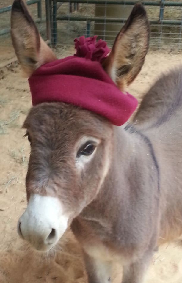 Donkey with a hat | Scrolller