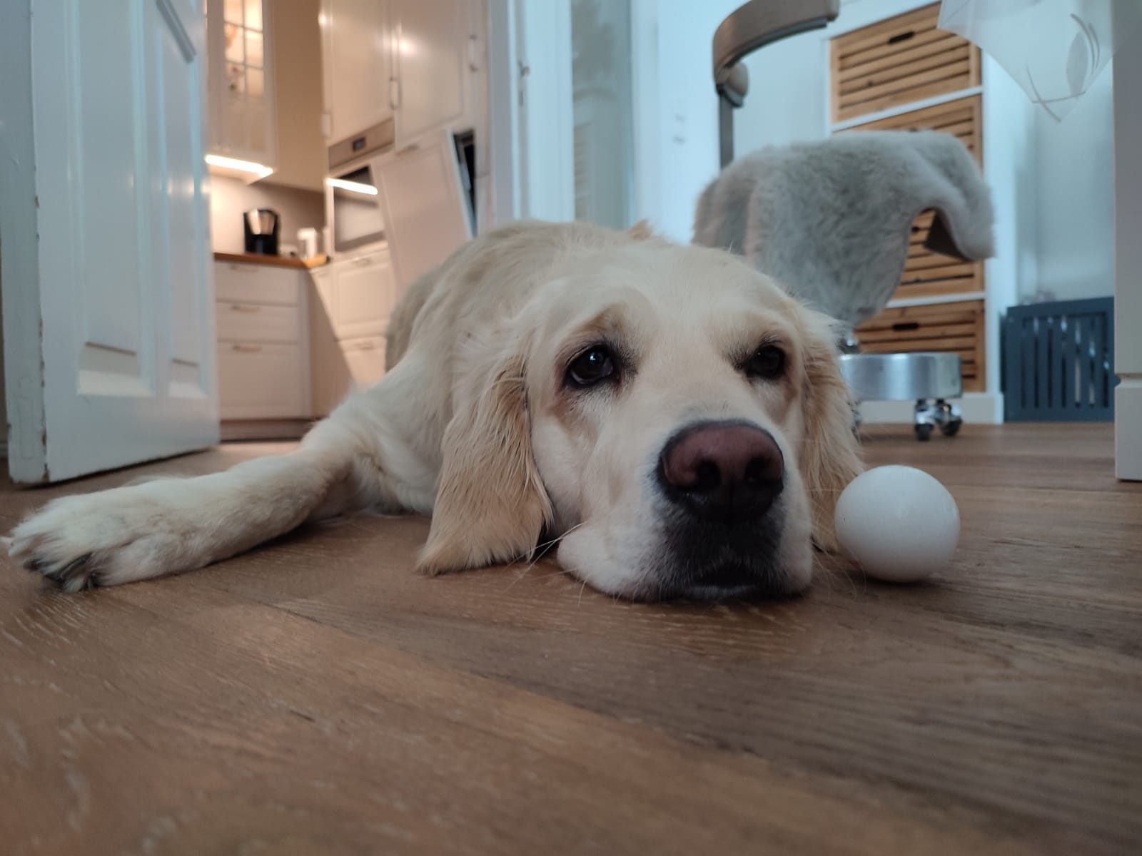 Don't have any fresh memes, but doggo stole egg | Scrolller