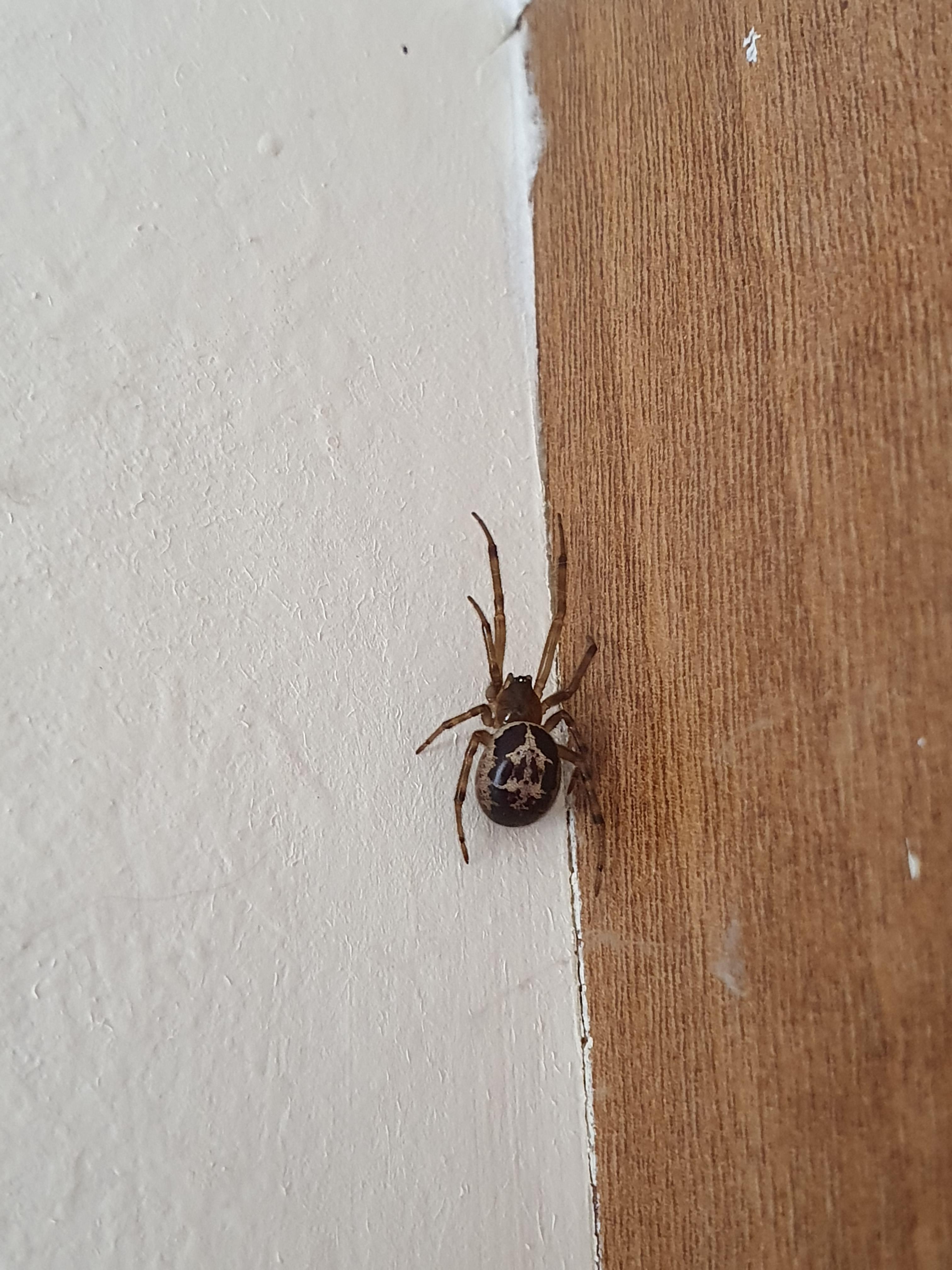 Don't see many cool looking spiders in the UK but this lil guy decided to hang out with me ...