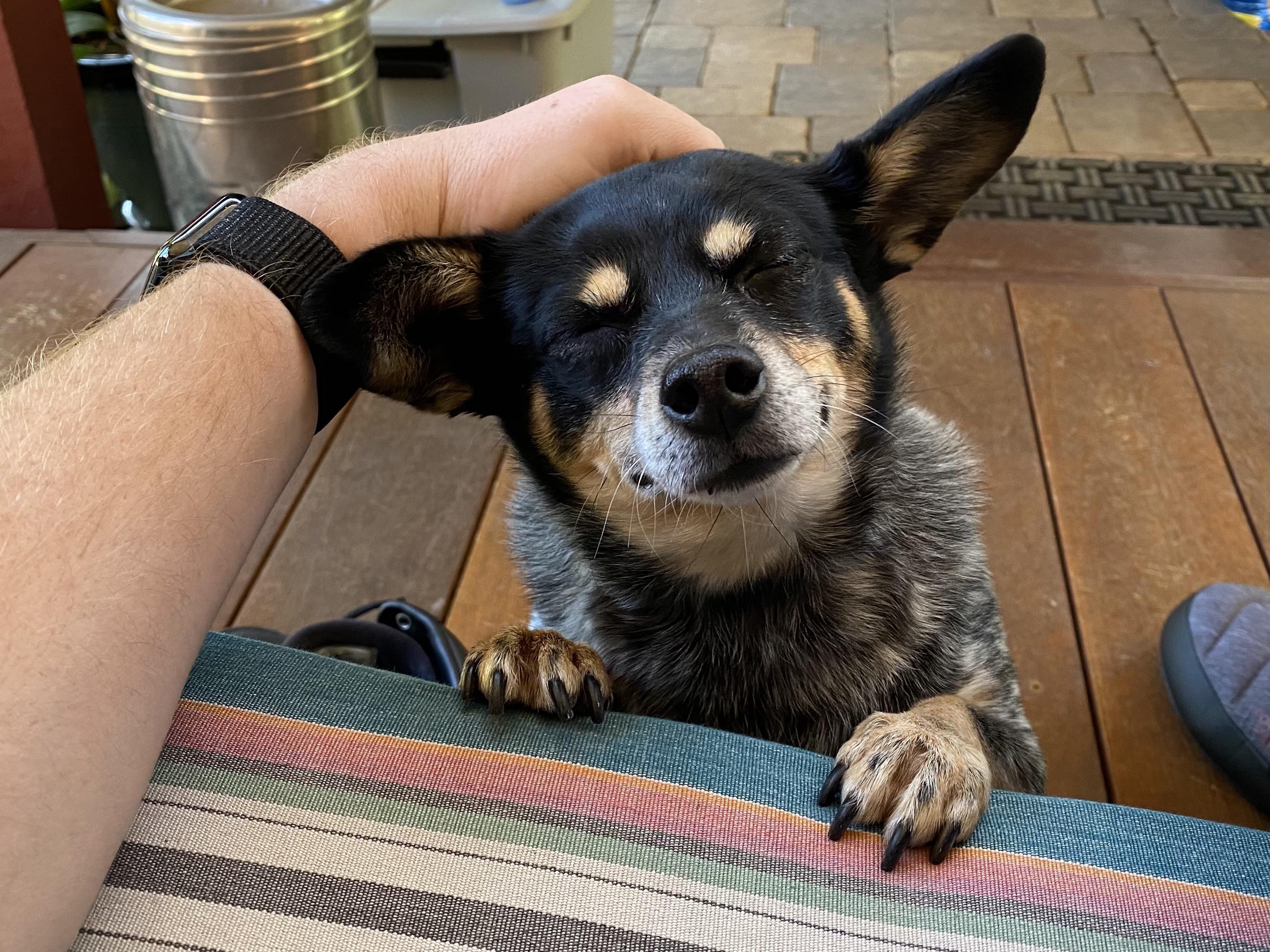 Dot Dot Boop. Pat pat pat... | Scrolller