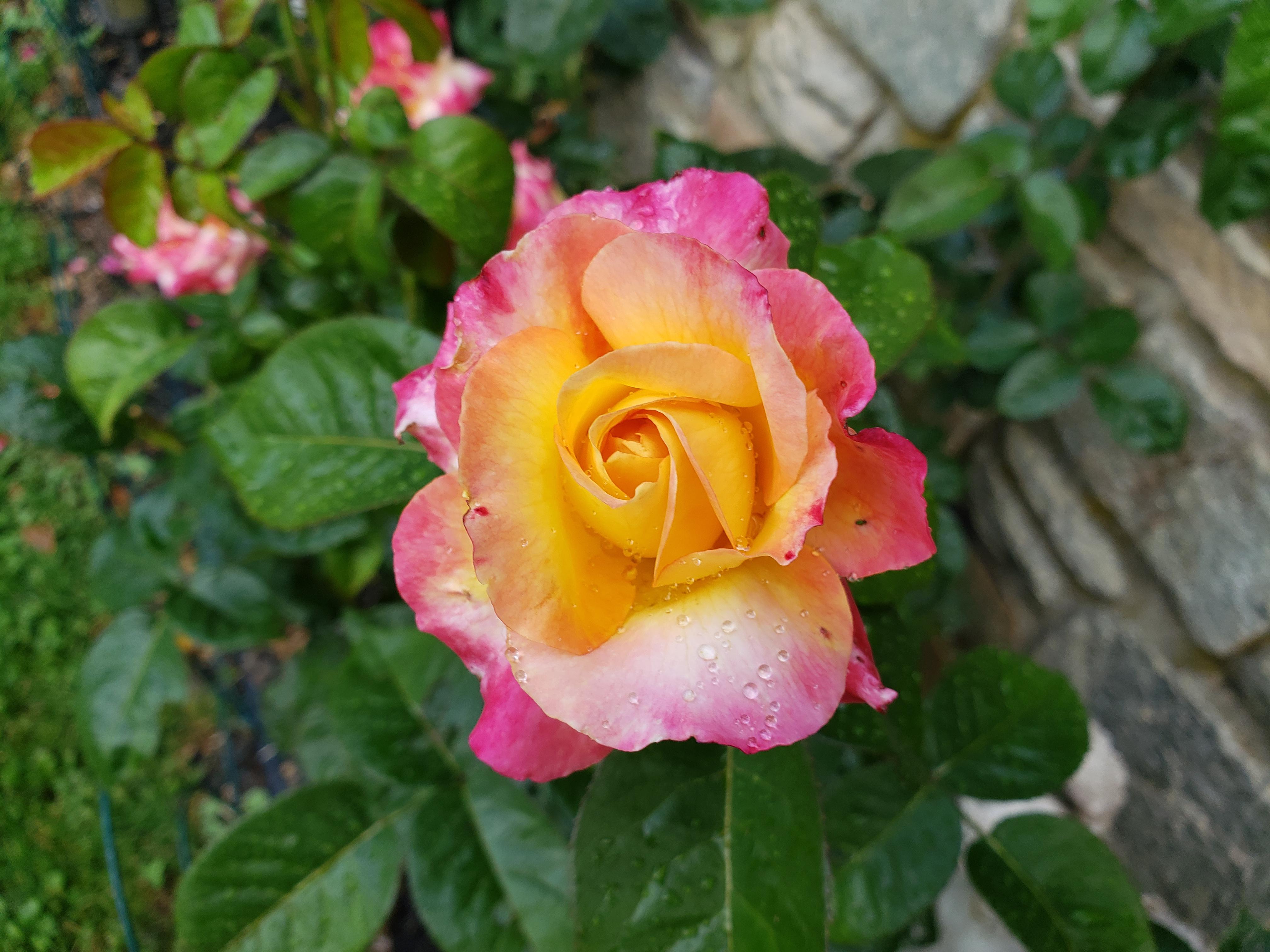 Double Delight | Scrolller