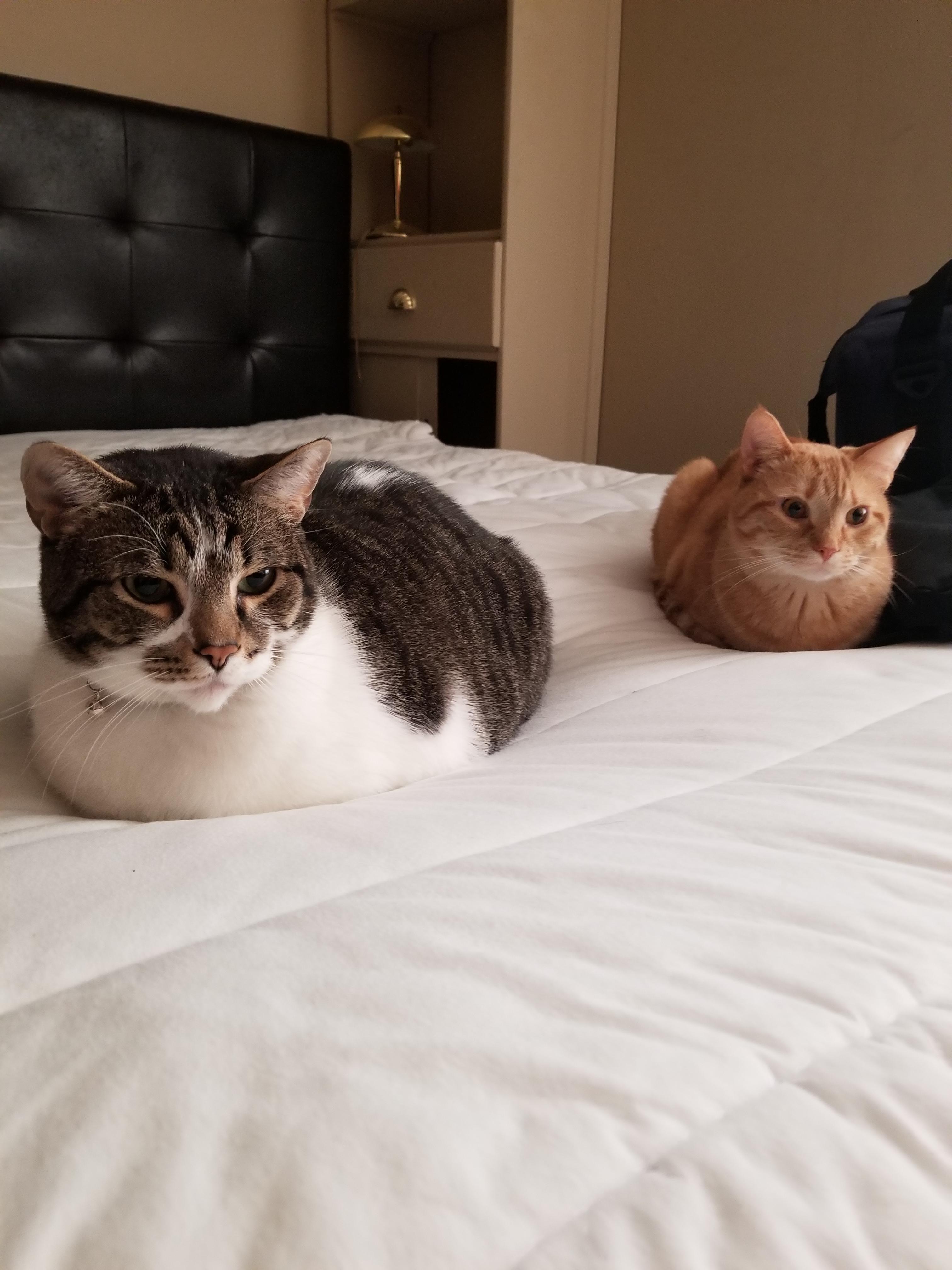 Double Loaf | Scrolller