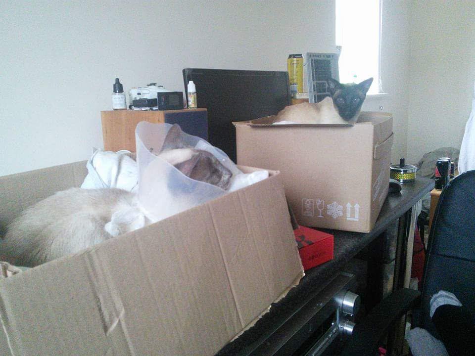 Double trap | Scrolller