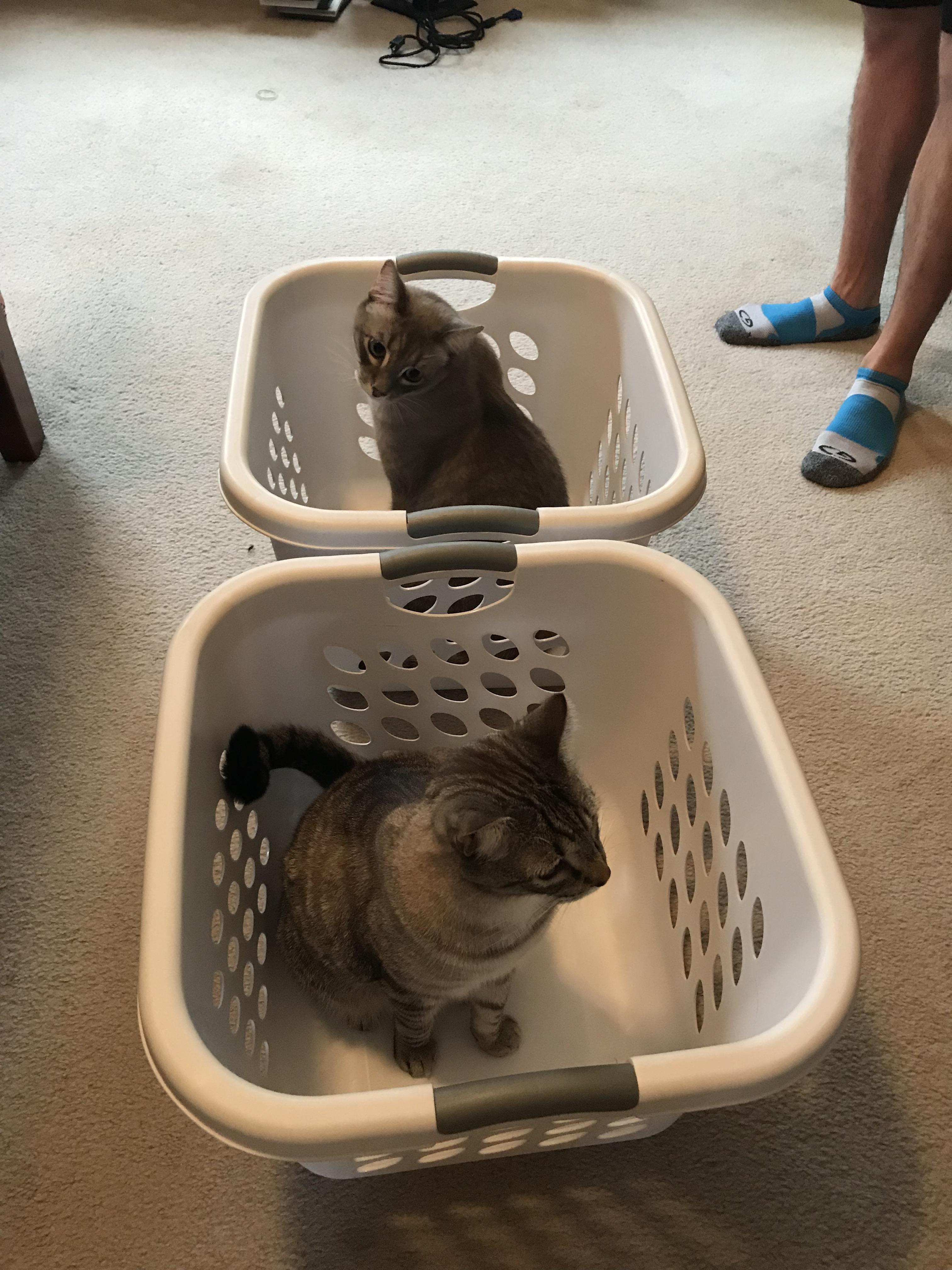 Double Trap | Scrolller